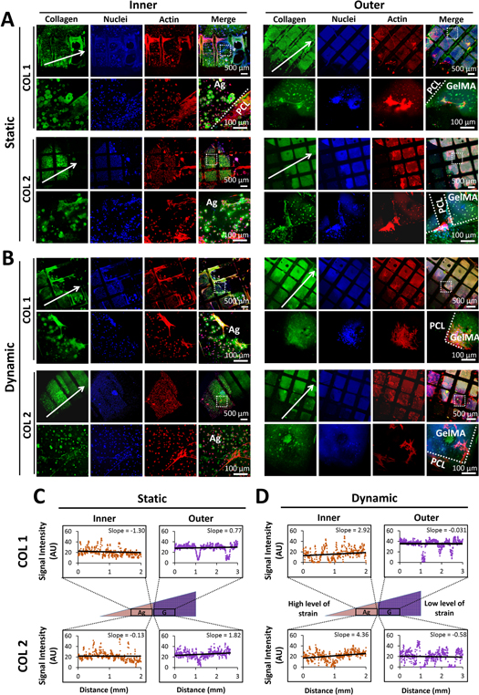 A 3D printed PCL/hydrogel construct with zone-specific biochemical ...
