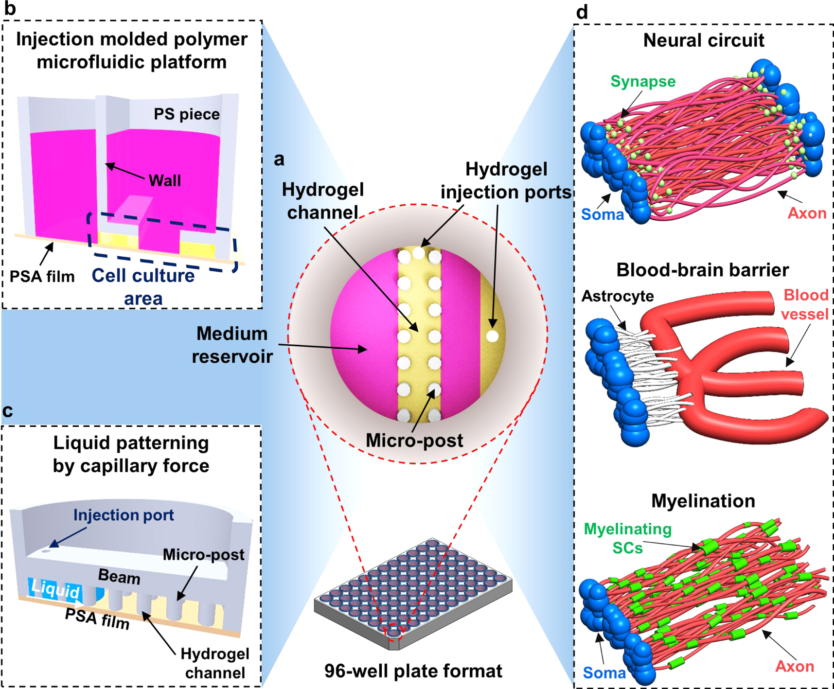 Modeling neural circuit, blood–brain barrier, and myelination on a ...