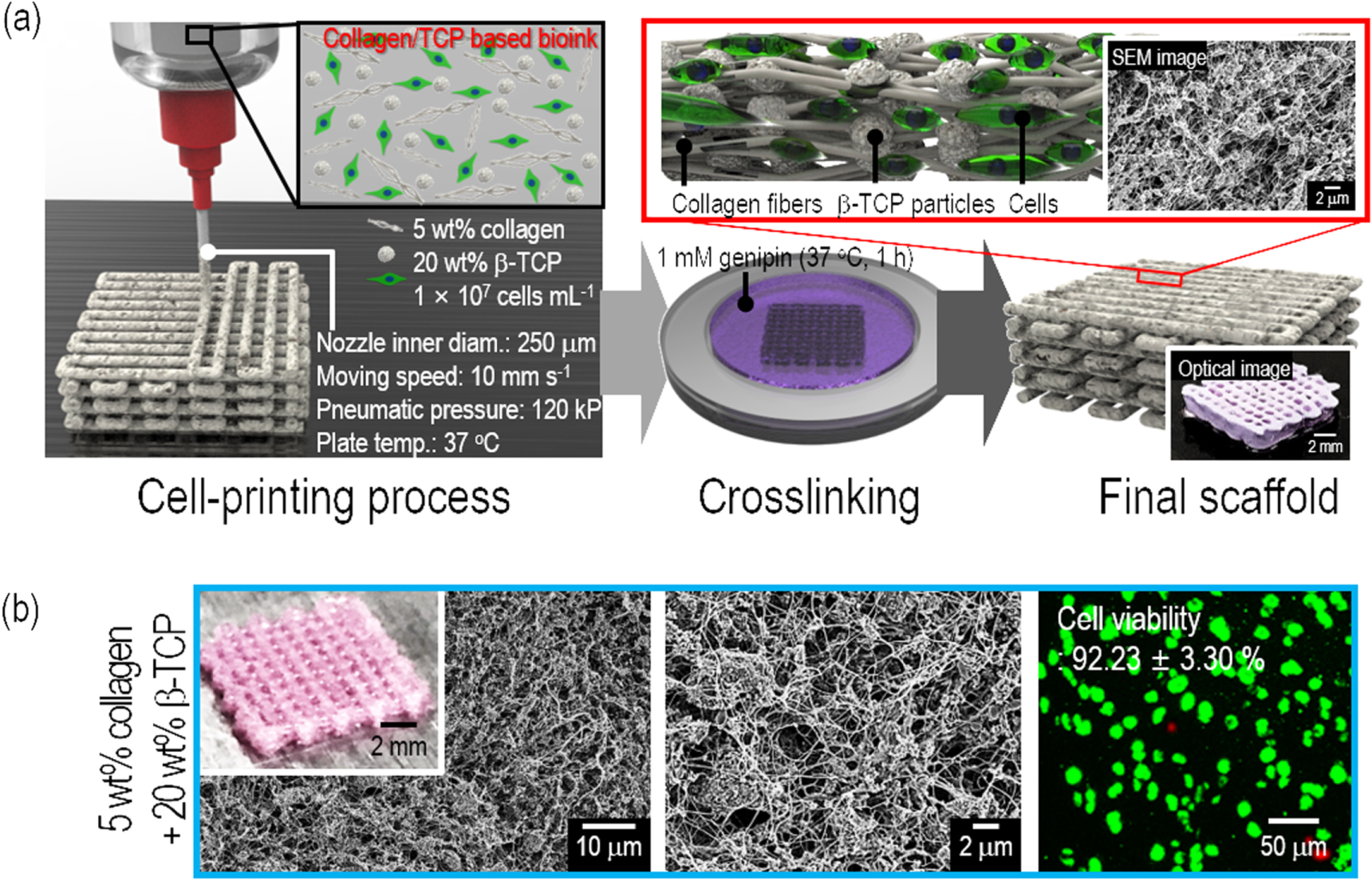 Collagen/bioceramic-based composite bioink to fabricate a porous 3D ...