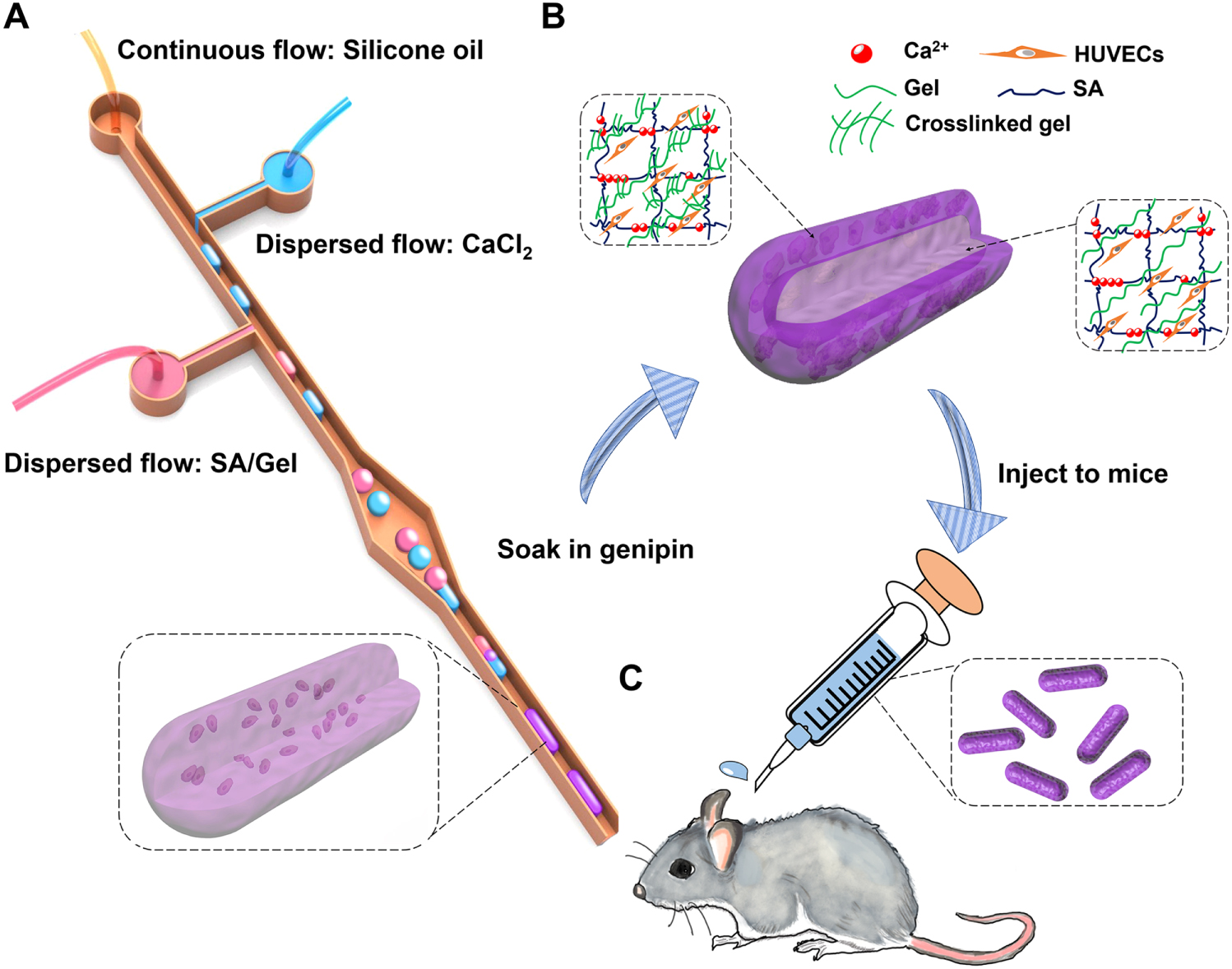 Endothelialized microrods for minimally invasive in situ ...