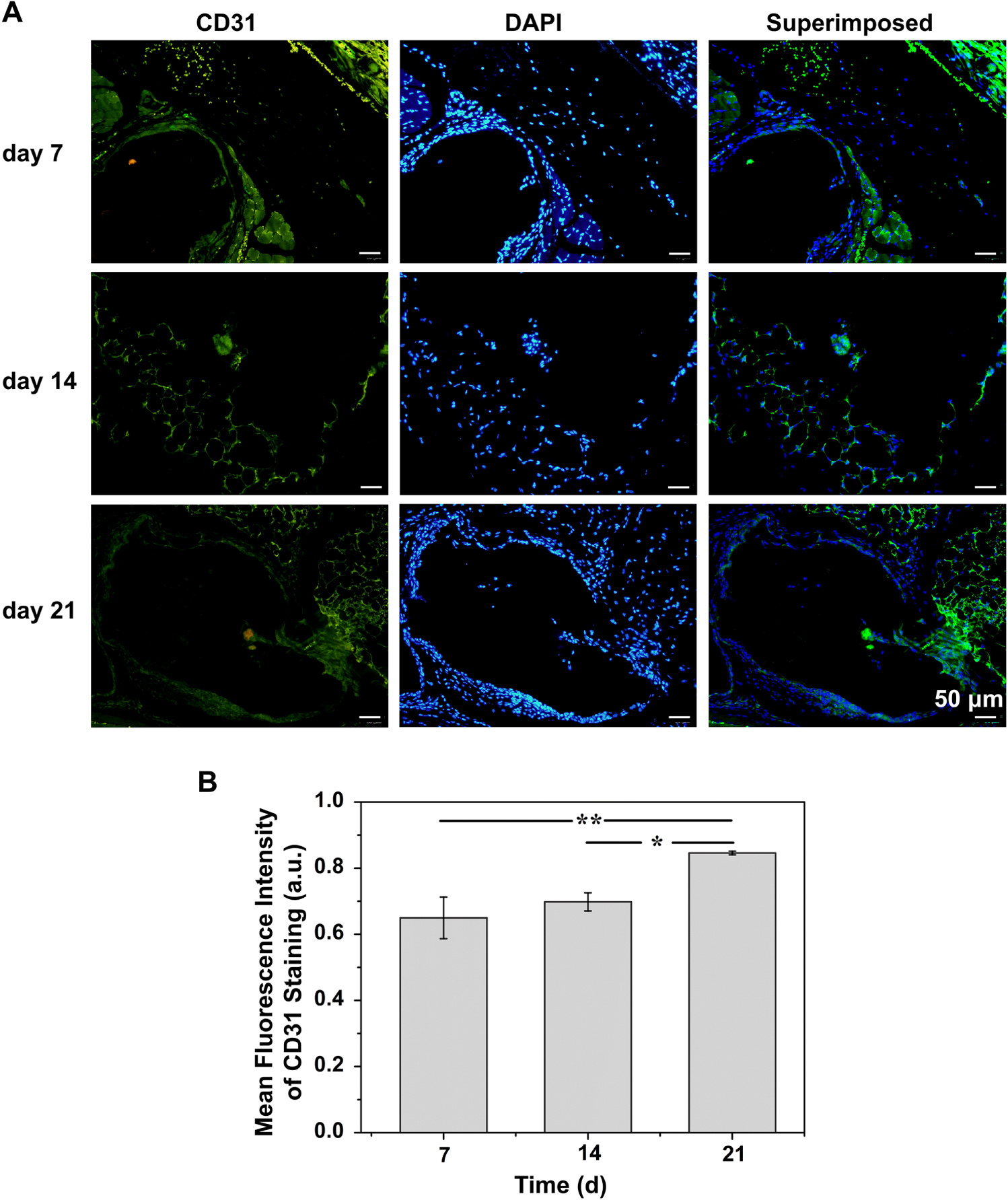 Endothelialized microrods for minimally invasive in situ ...