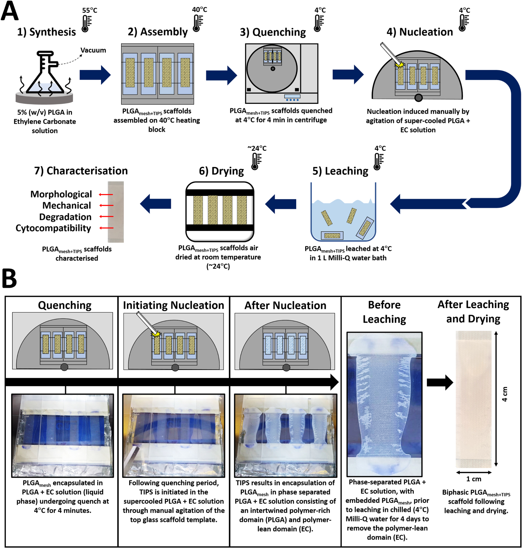 Integration of an ultra-strong poly(lactic-co-glycolic acid) (PLGA ...