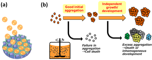 The bioprinting roadmap - IOPscience