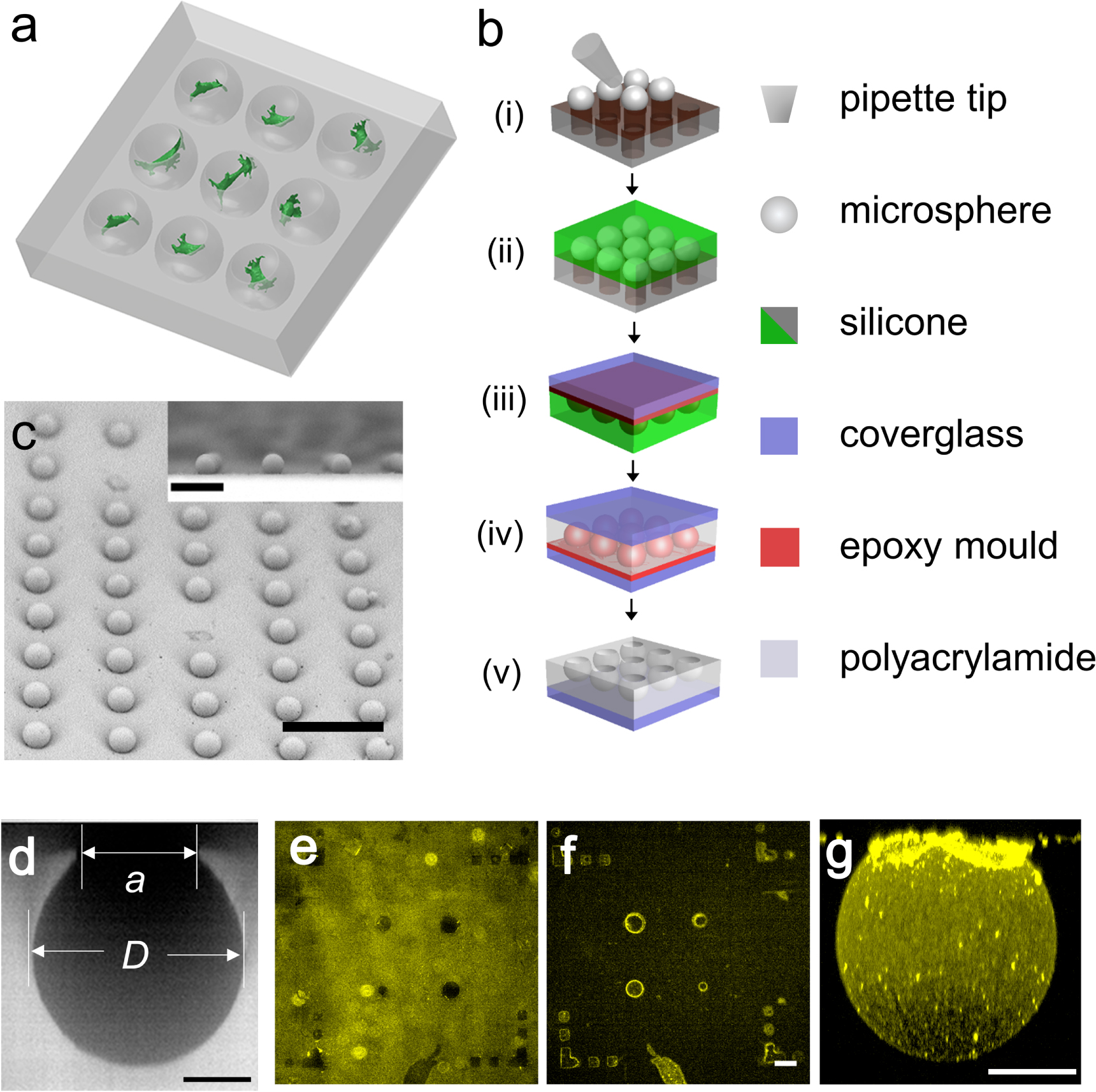 Spherical microwell arrays for studying single cells and microtissues ...