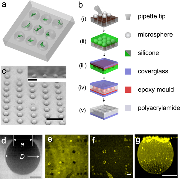 Spherical microwell arrays for studying single cells and microtissues ...