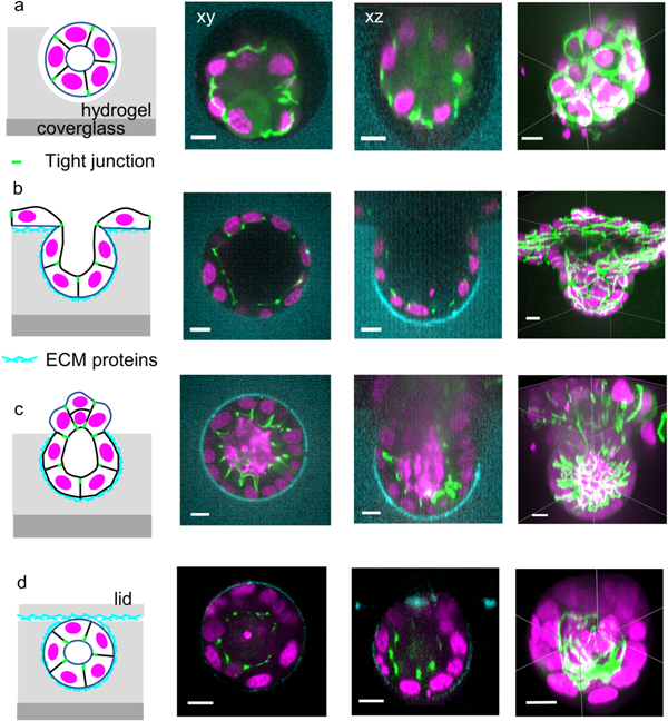 Spherical microwell arrays for studying single cells and microtissues ...