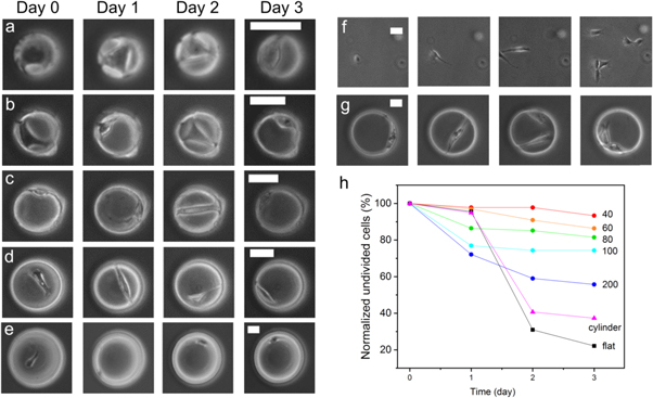 Spherical microwell arrays for studying single cells and microtissues ...