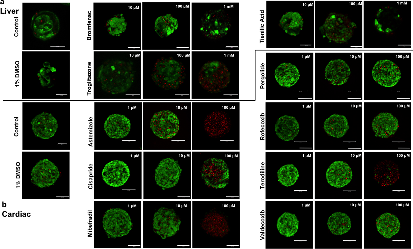 Drug compound screening in single and integrated multi-organoid body-on ...