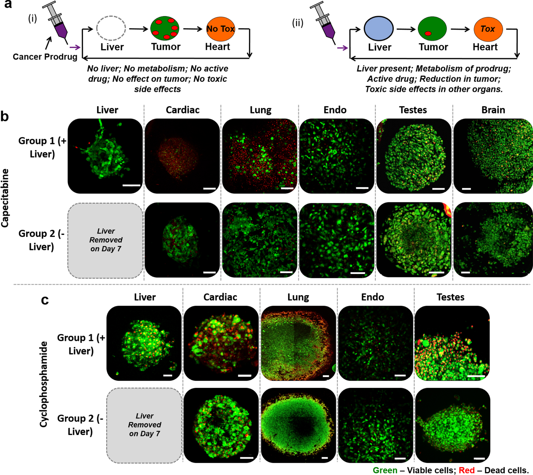 Drug compound screening in single and integrated multi-organoid body-on ...