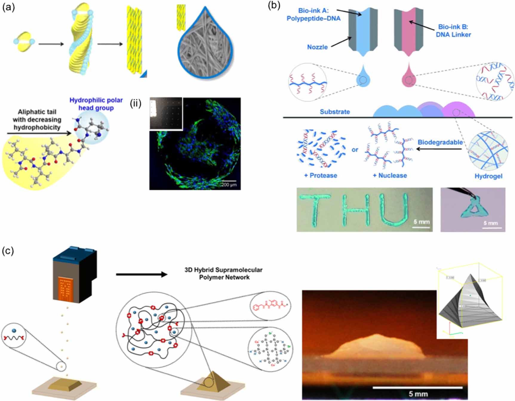 Integrating self-assembly and biofabrication for the development of ...