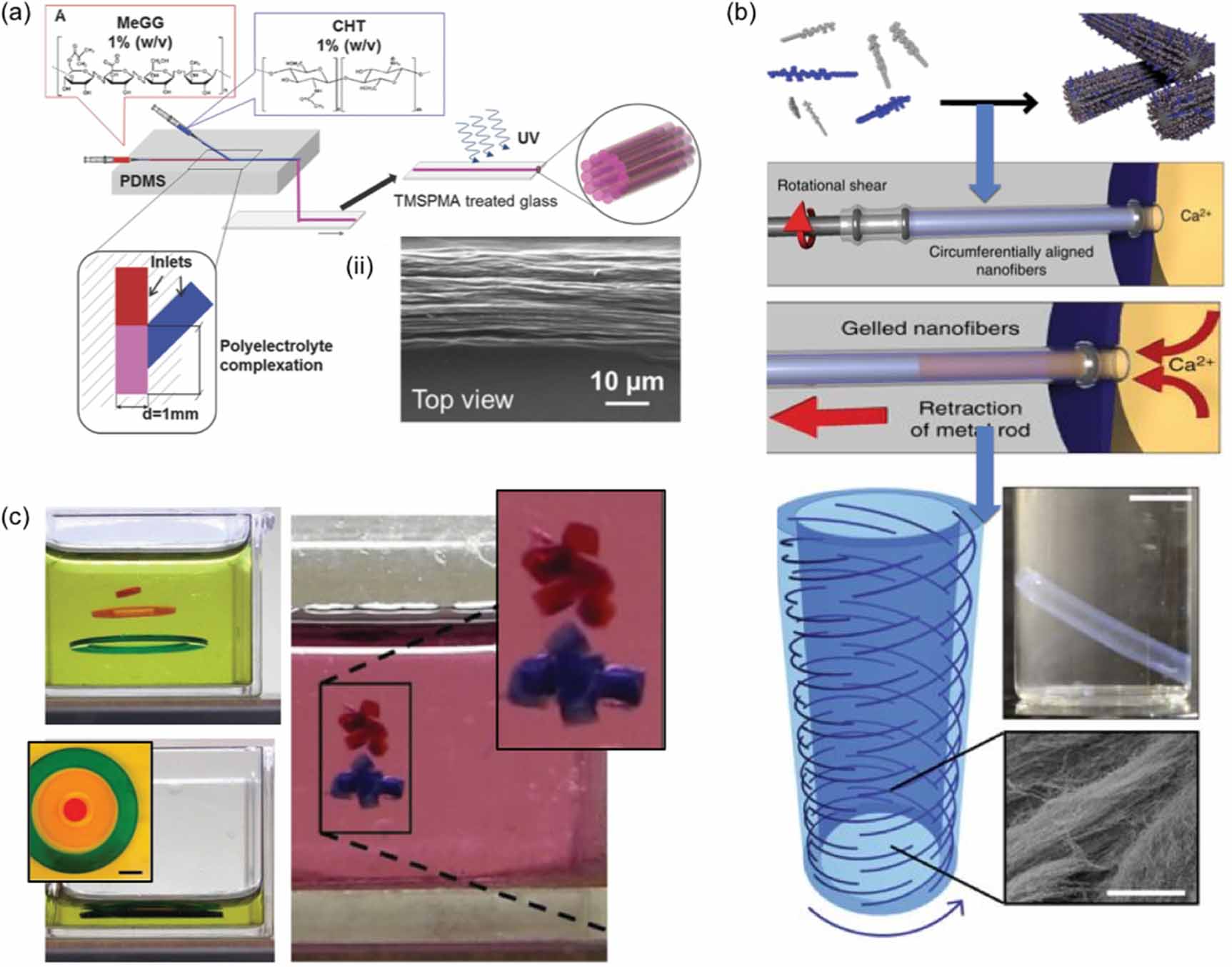Integrating self-assembly and biofabrication for the development of ...