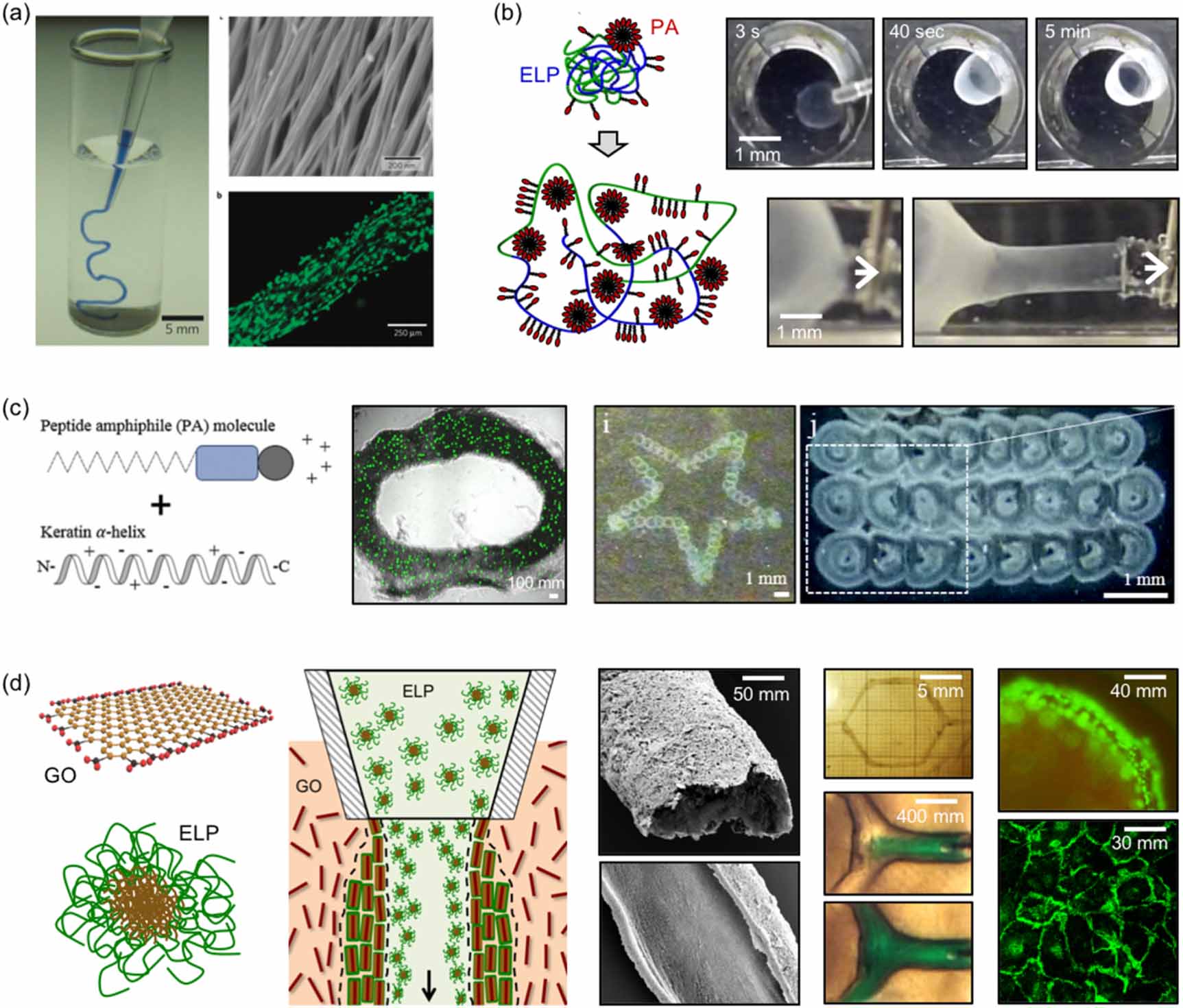 Integrating self-assembly and biofabrication for the development of ...