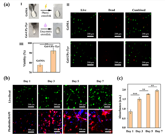 Temperature-programmable and enzymatically solidifiable gelatin-based ...