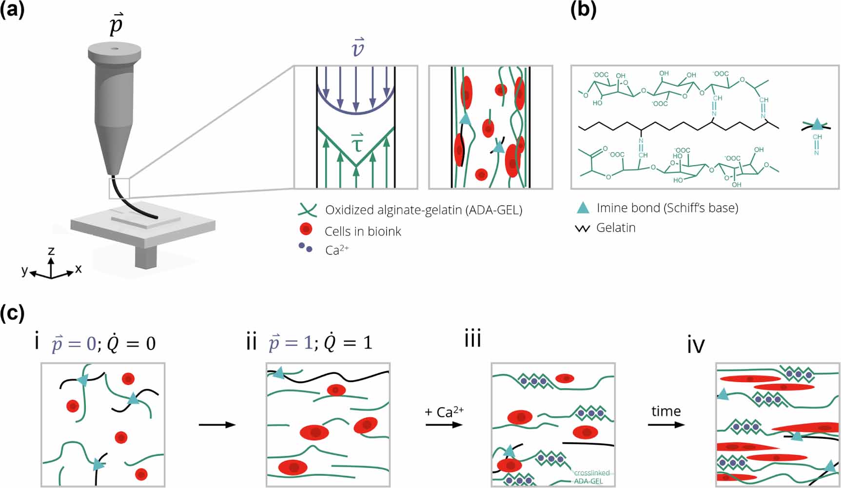 3D printed oxidized alginate-gelatin bioink provides guidance for C2C12 ...