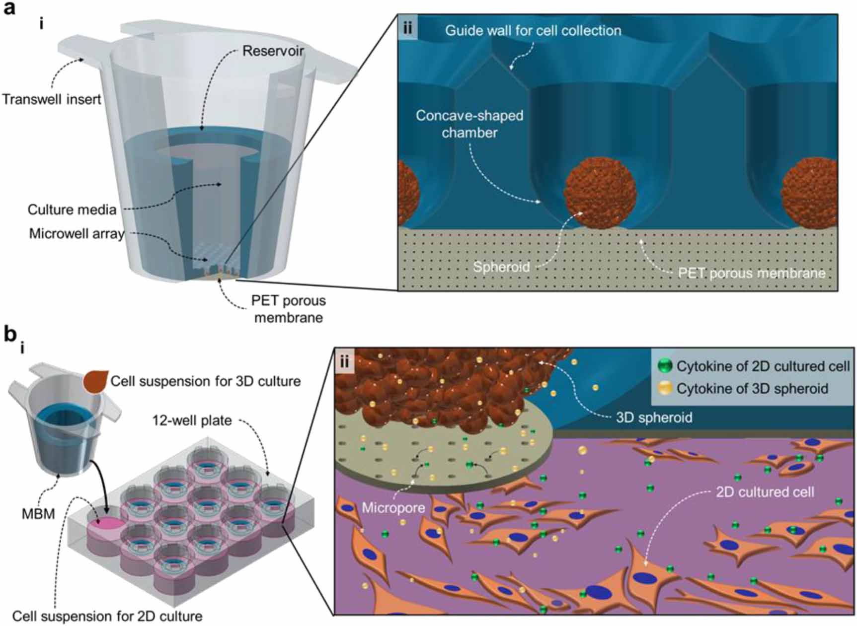 Membrane-bottomed microwell array added to Transwell insert to ...