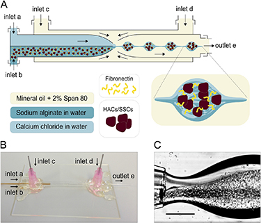 Chondrobags: A high throughput alginate-fibronectin micromass platform ...