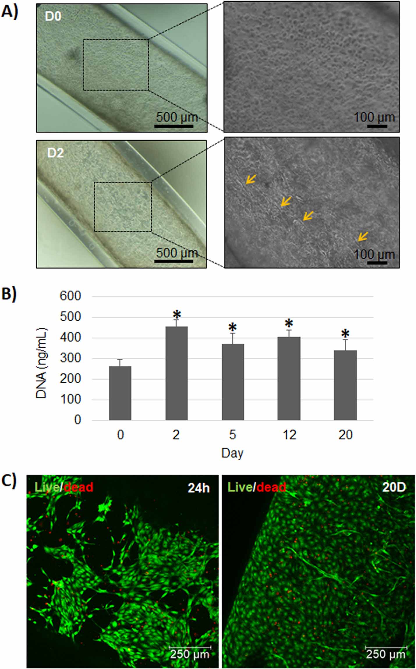 Direct extrusion of individually encapsulated endothelial and smooth ...