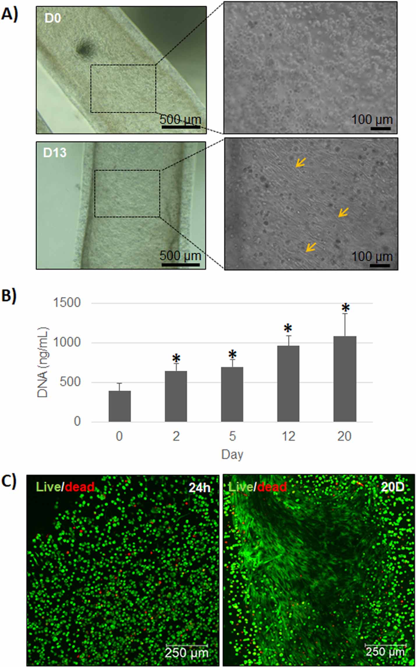 Direct extrusion of individually encapsulated endothelial and smooth ...