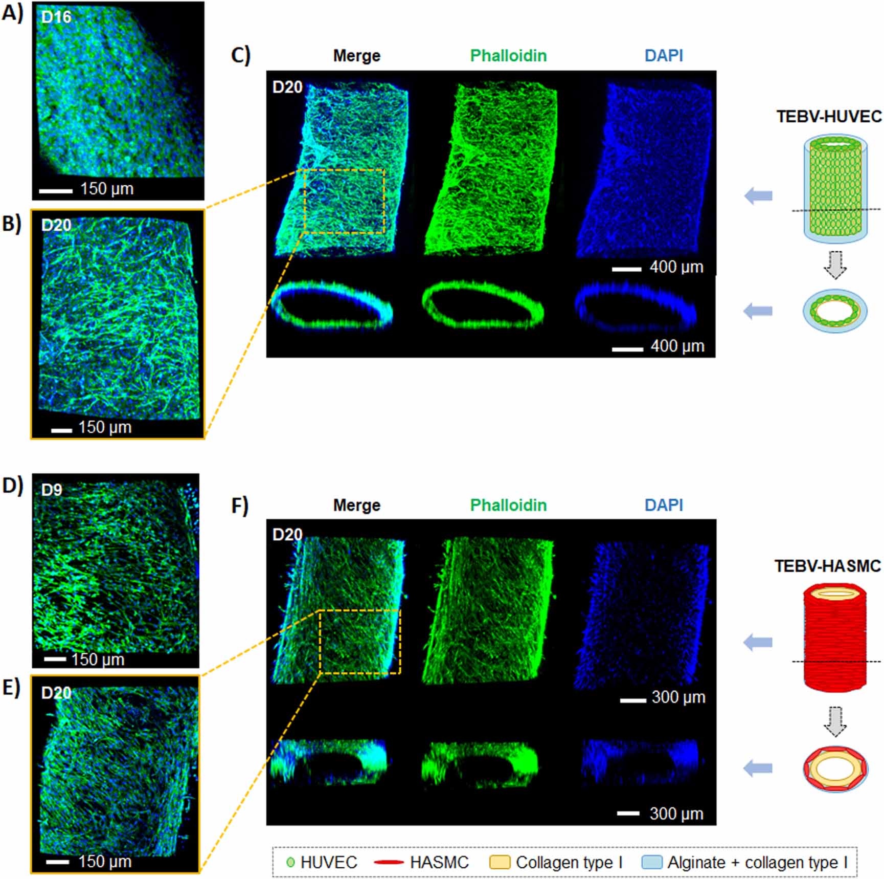 Direct extrusion of individually encapsulated endothelial and smooth ...