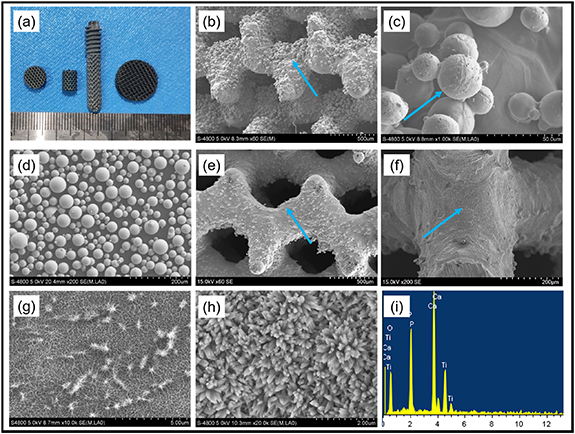 3D printed titanium scaffolds with homogeneous diamond-like structures ...