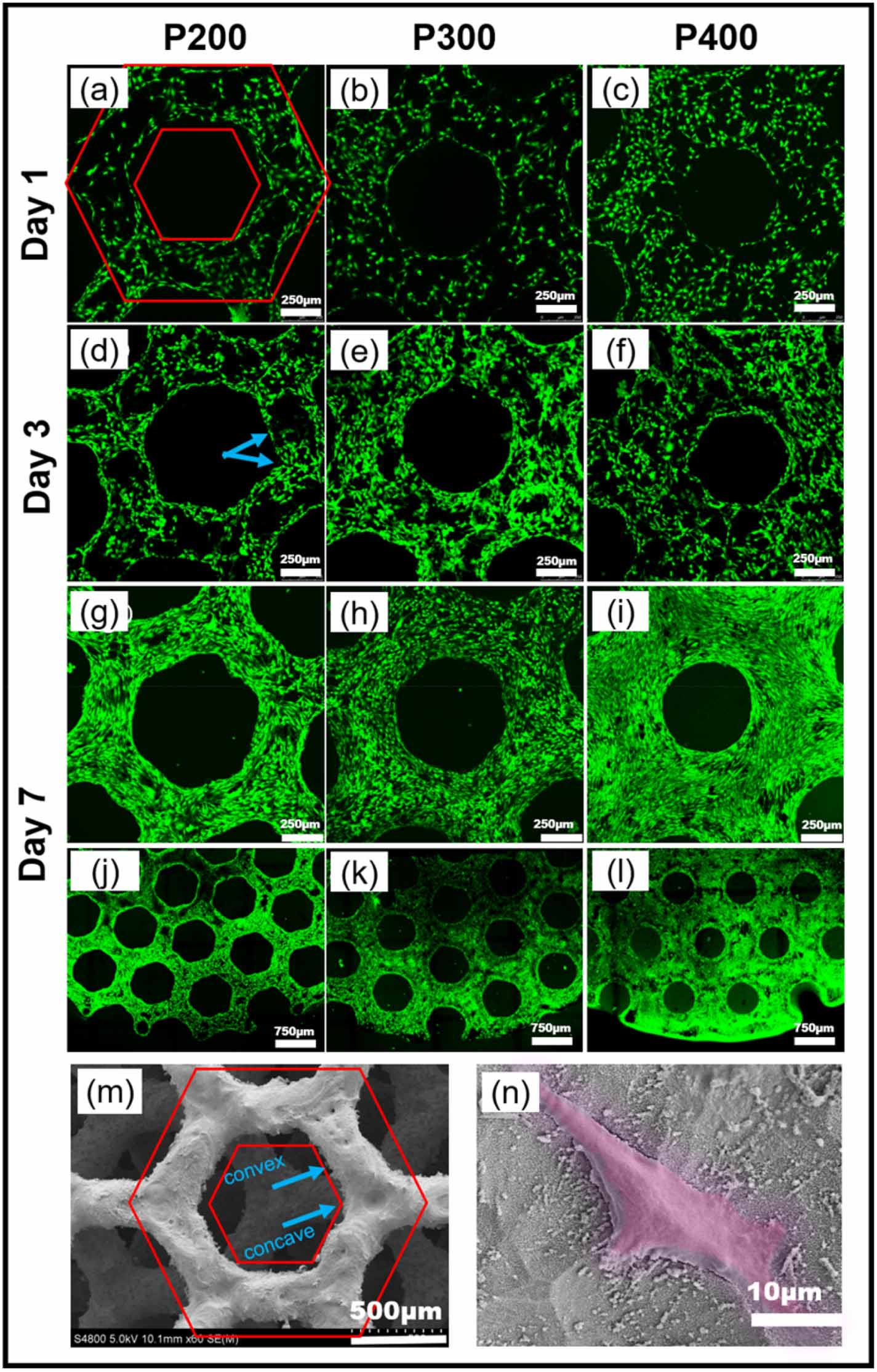 3D printed titanium scaffolds with homogeneous diamond-like structures ...