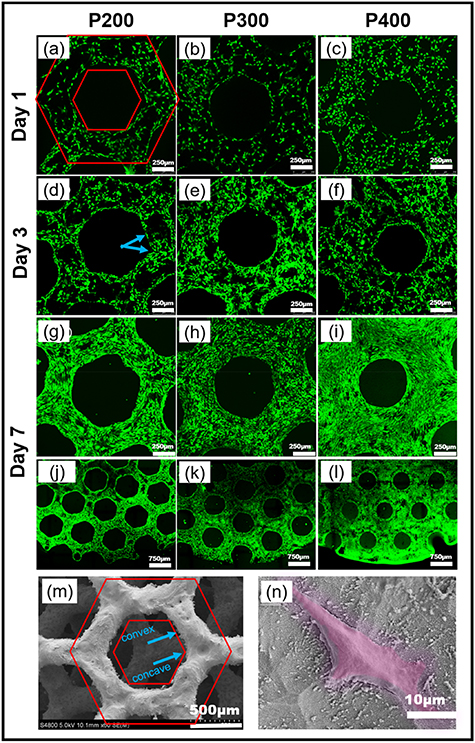 3D printed titanium scaffolds with homogeneous diamond-like structures ...