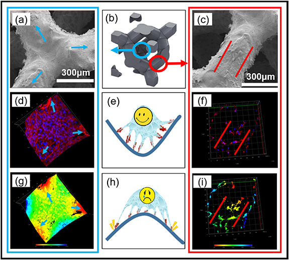 3D printed titanium scaffolds with homogeneous diamond-like structures ...