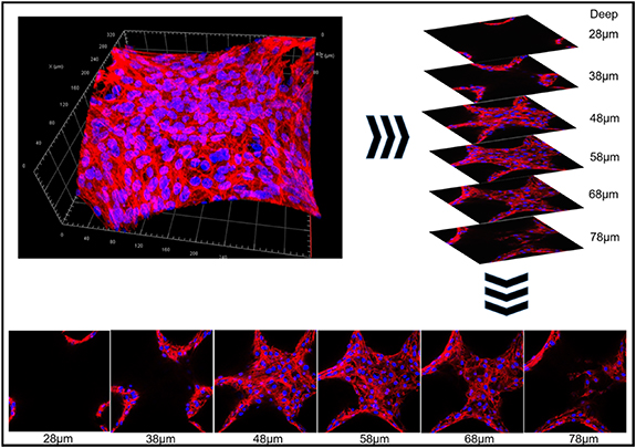 3D printed titanium scaffolds with homogeneous diamond-like structures ...