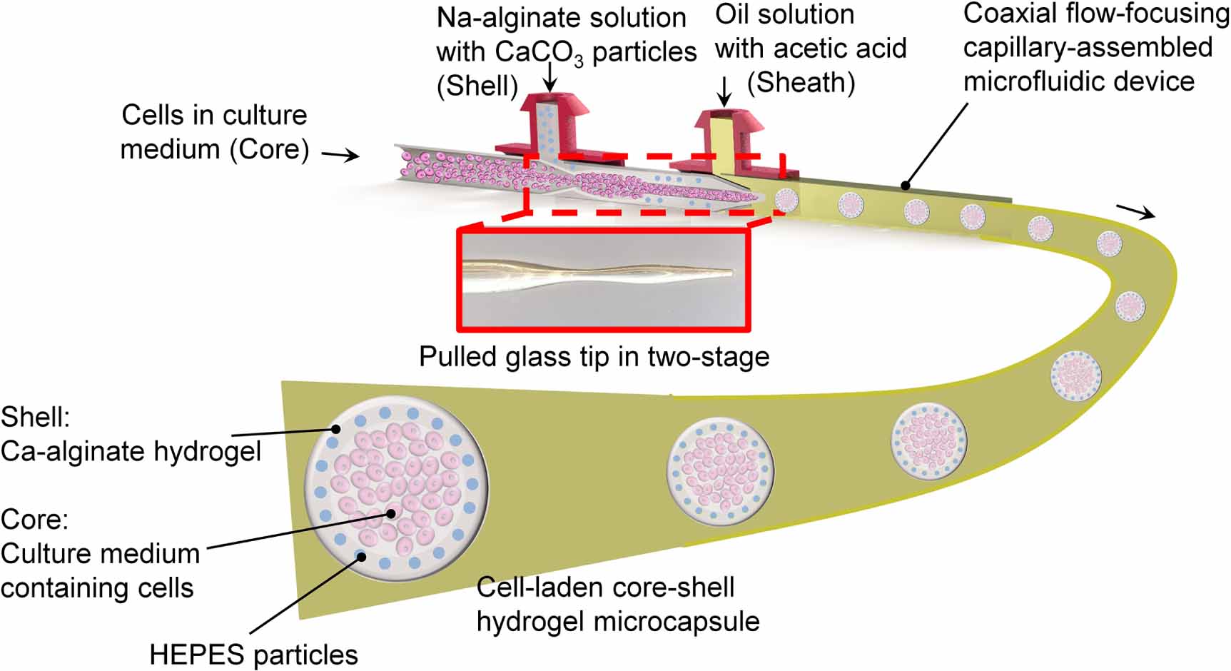 Mild formation of core–shell hydrogel microcapsules for cell ...