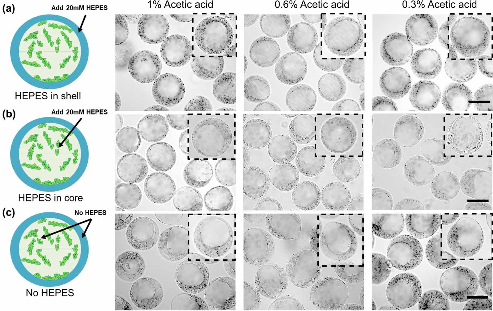 Mild formation of core–shell hydrogel microcapsules for cell ...