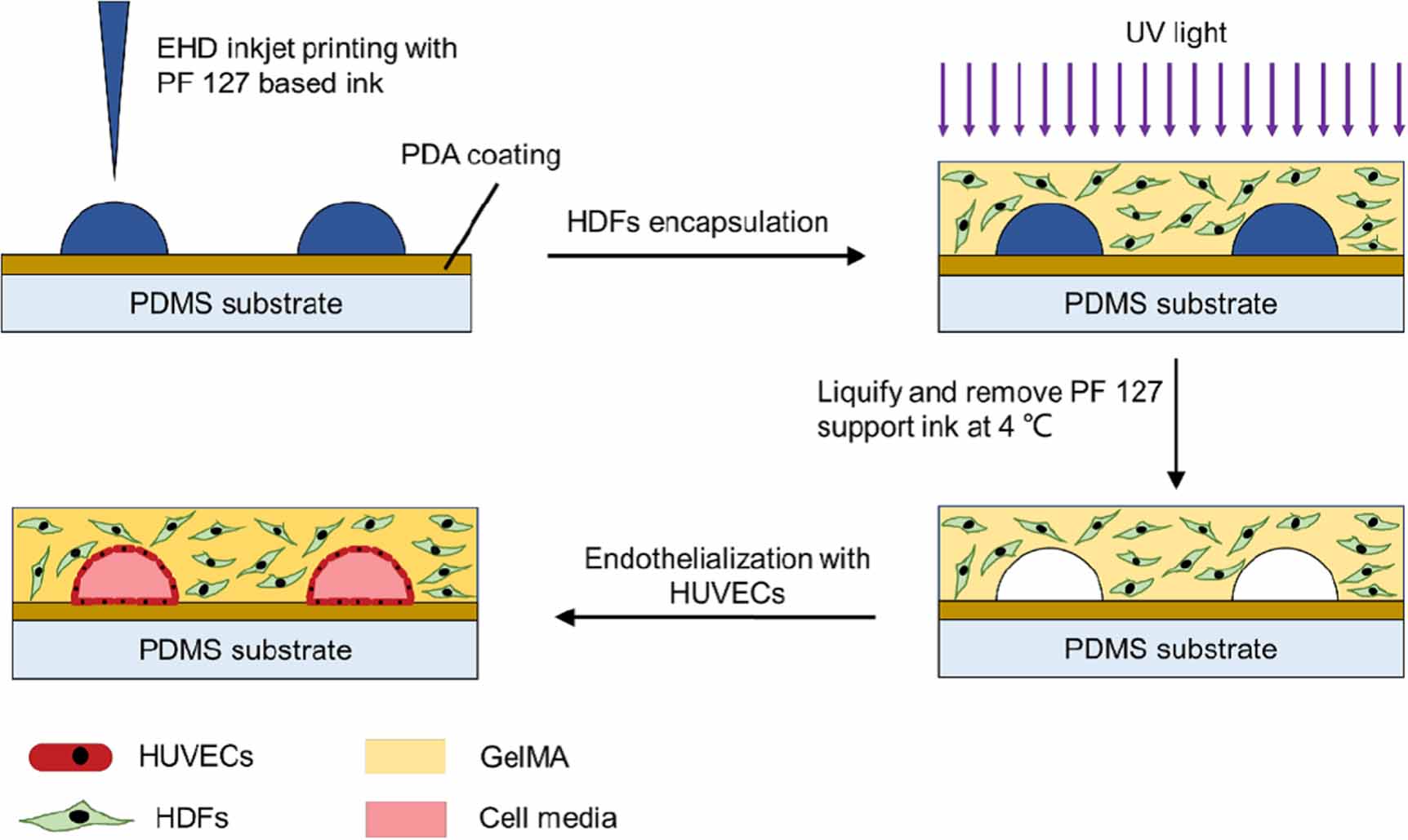 Fabrication of microvascular constructs using high resolution ...
