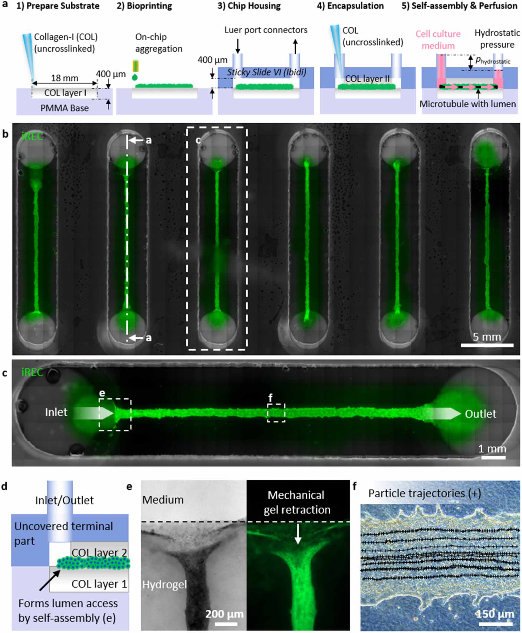 Scalable fabrication of renal spheroids and nephron-like tubules by ...