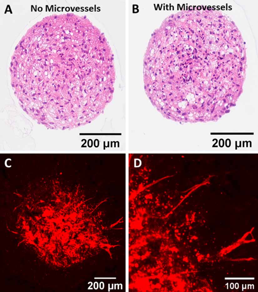 Vascularized adipocyte organoid model using isolated human microvessel ...
