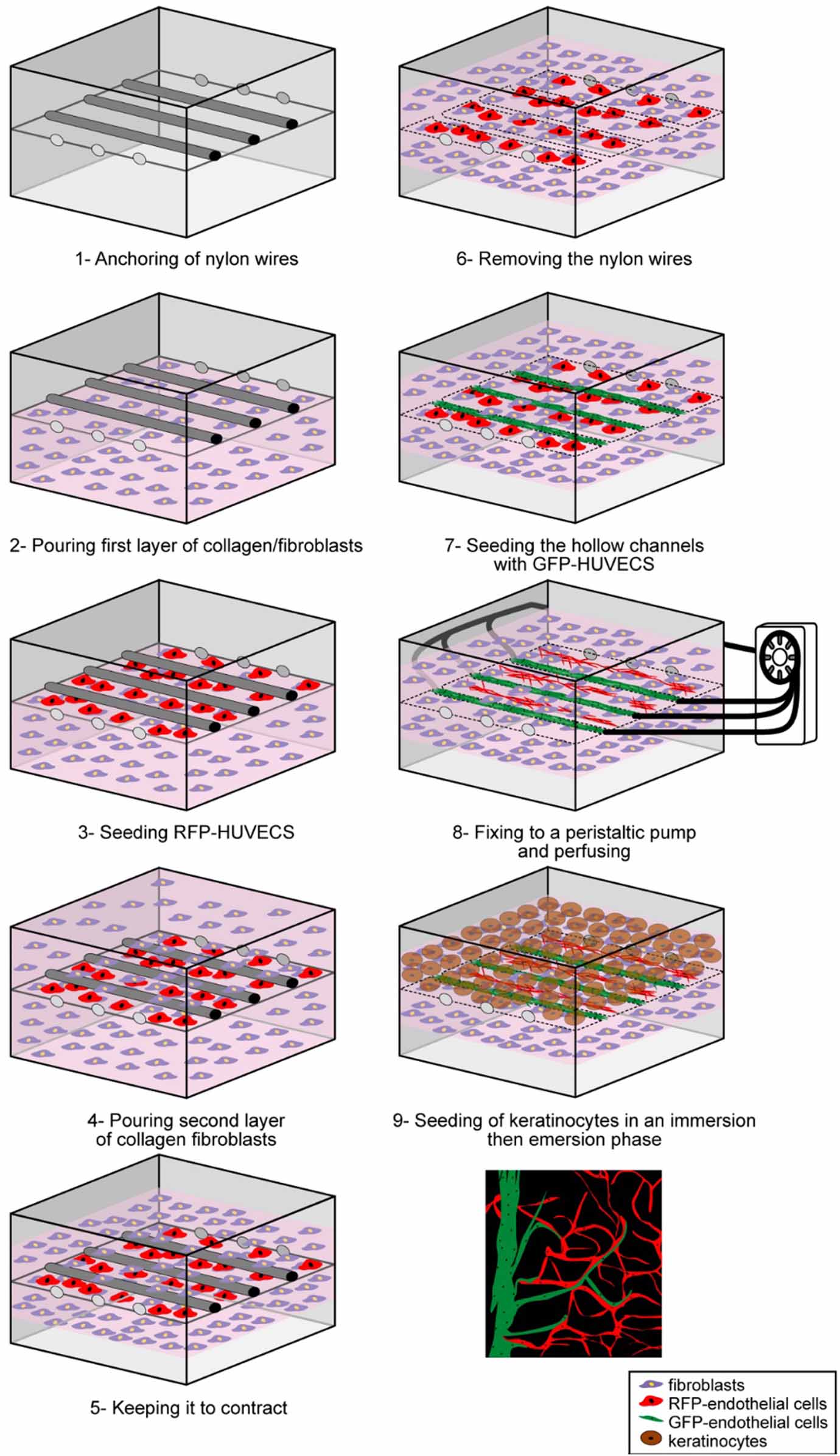 A perfusable vascularized full-thickness skin model for potential ...