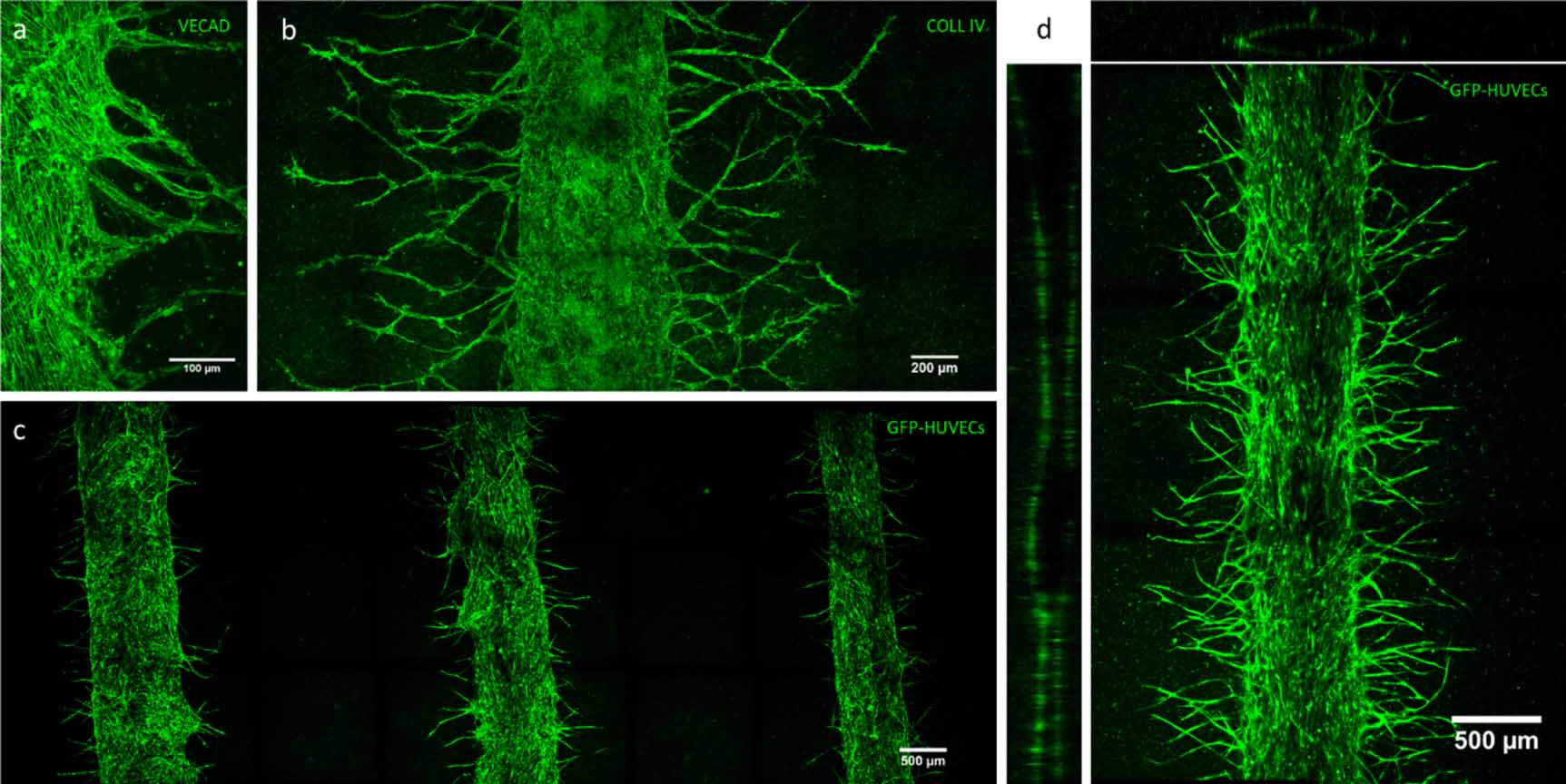 A perfusable vascularized full-thickness skin model for potential ...