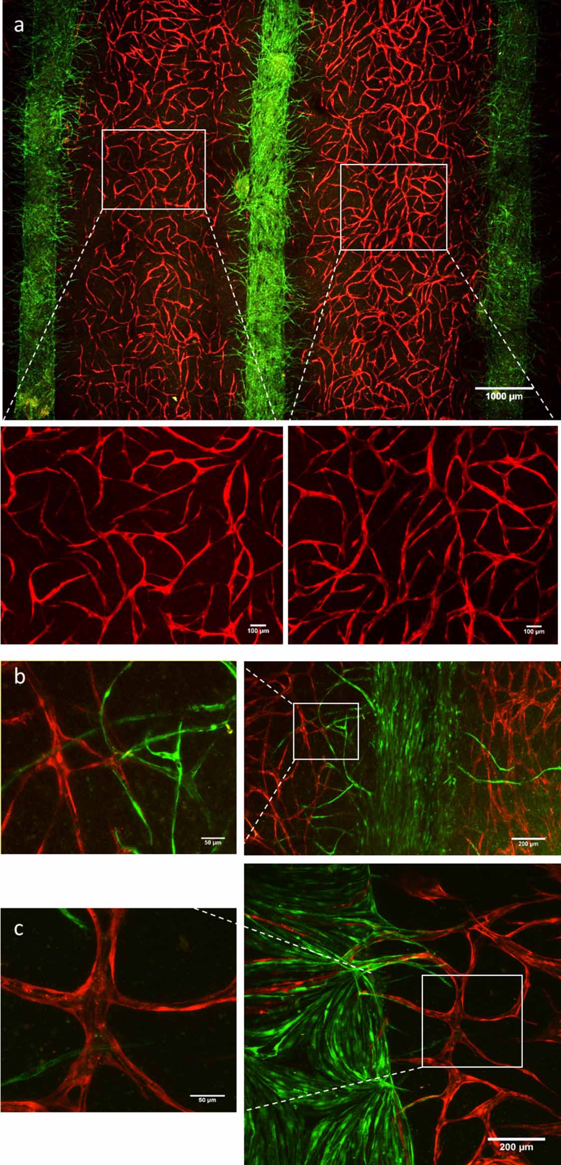 A perfusable vascularized full-thickness skin model for potential ...