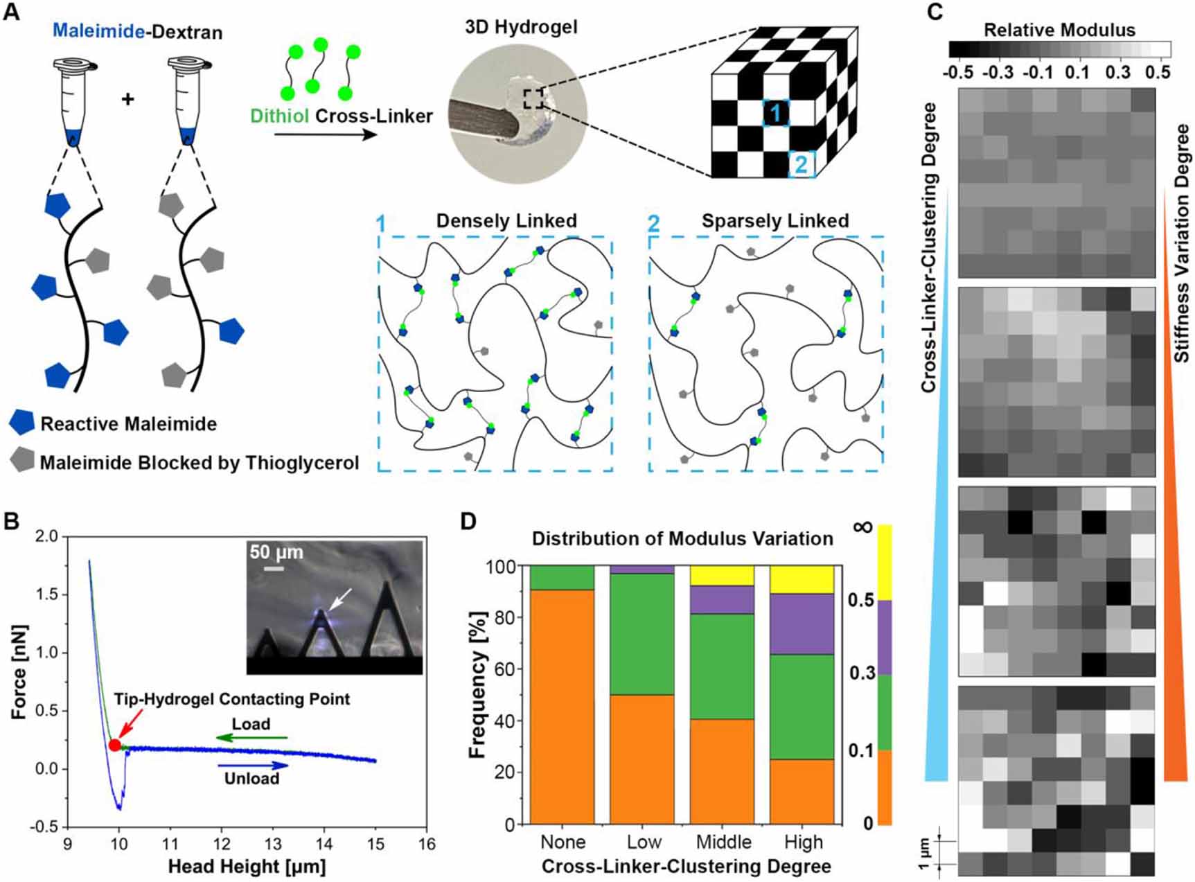 Spatial micro-variation of 3D hydrogel stiffness regulates the ...