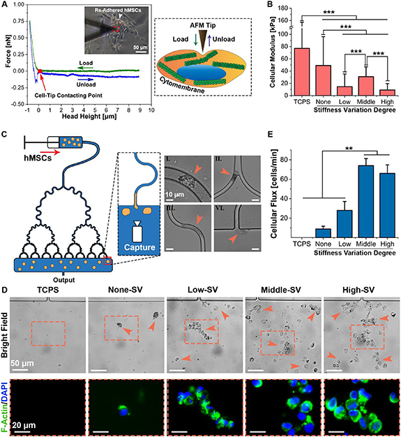 Spatial micro-variation of 3D hydrogel stiffness regulates the ...