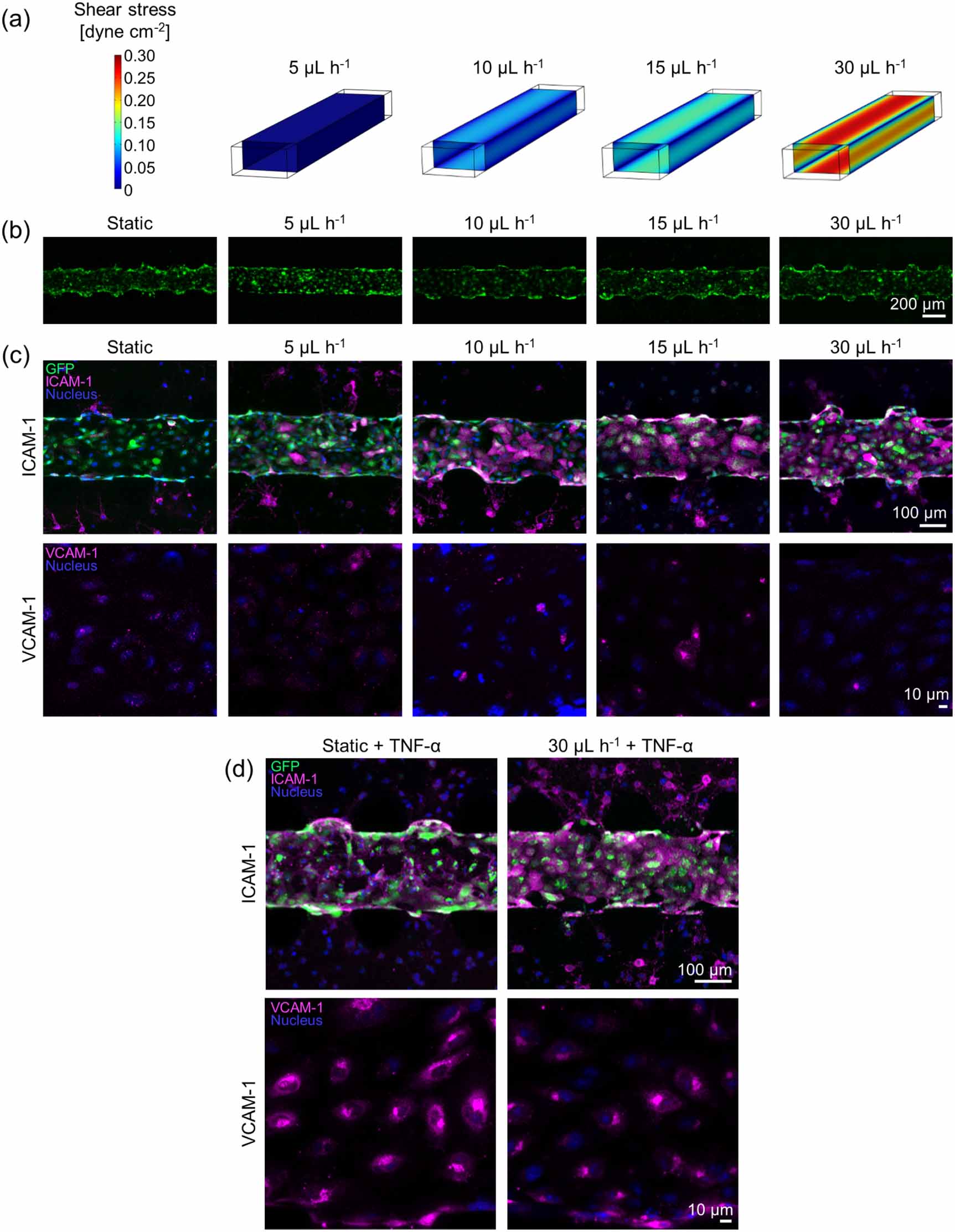 Recapitulating monocyte extravasation to the synovium in an organotypic ...