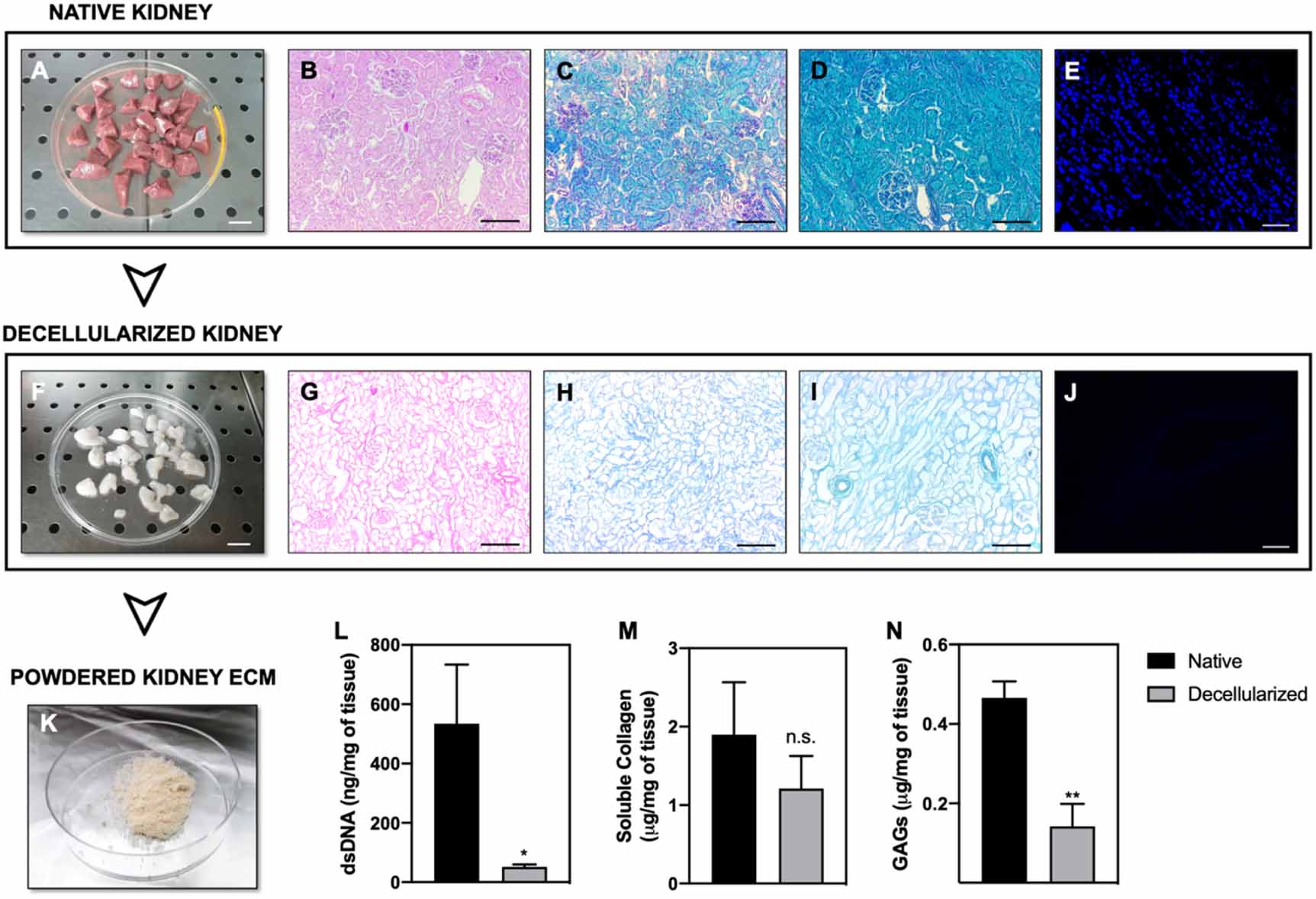 Decellularized kidney extracellular matrix bioinks recapitulate renal ...