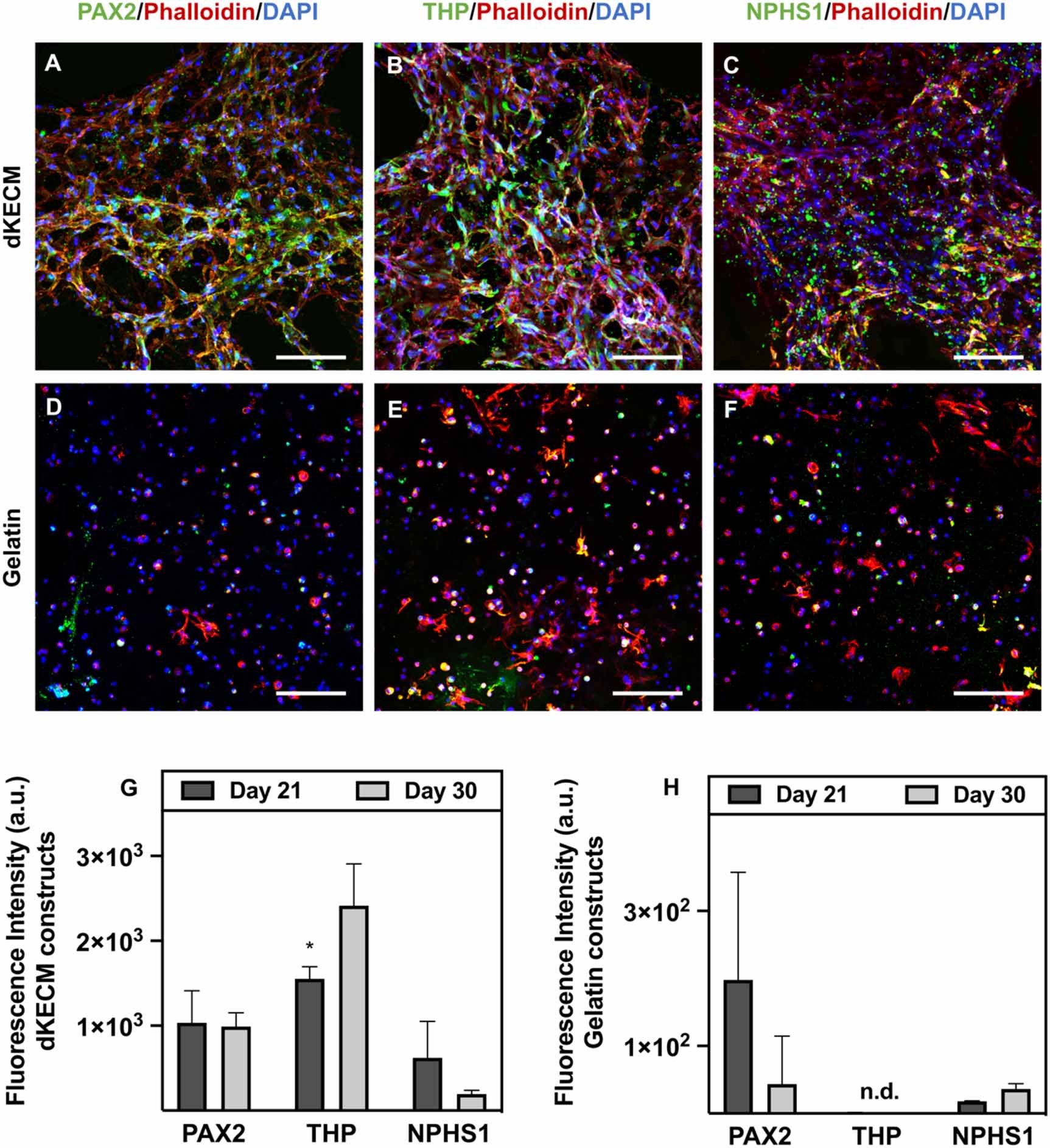 Decellularized kidney extracellular matrix bioinks recapitulate renal ...