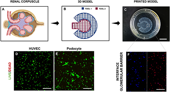 Decellularized kidney extracellular matrix bioinks recapitulate renal ...
