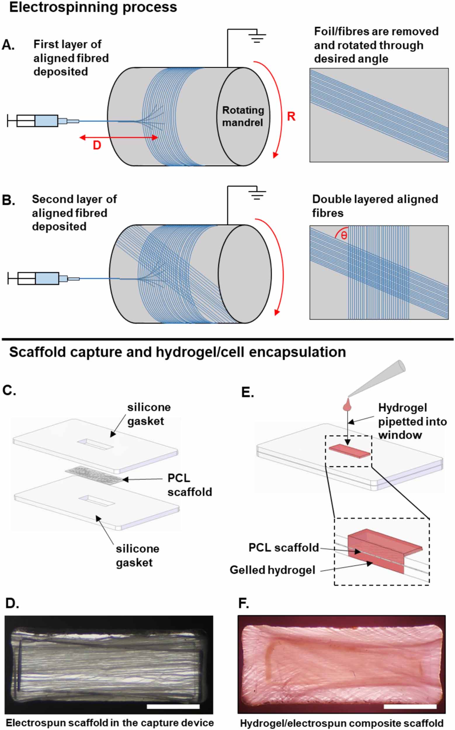 Architected fibrous scaffolds for engineering anisotropic tissues ...