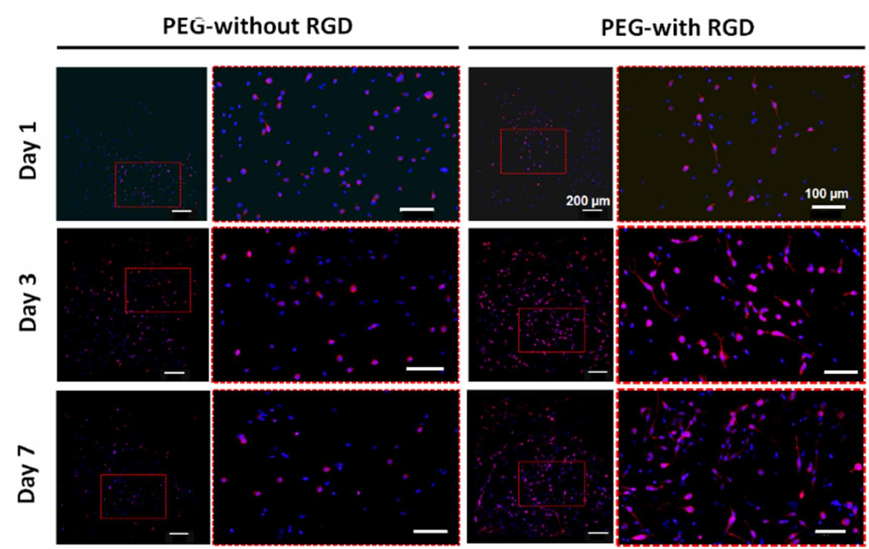 3D bioprinting of molecularly engineered PEG-based hydrogels utilizing ...