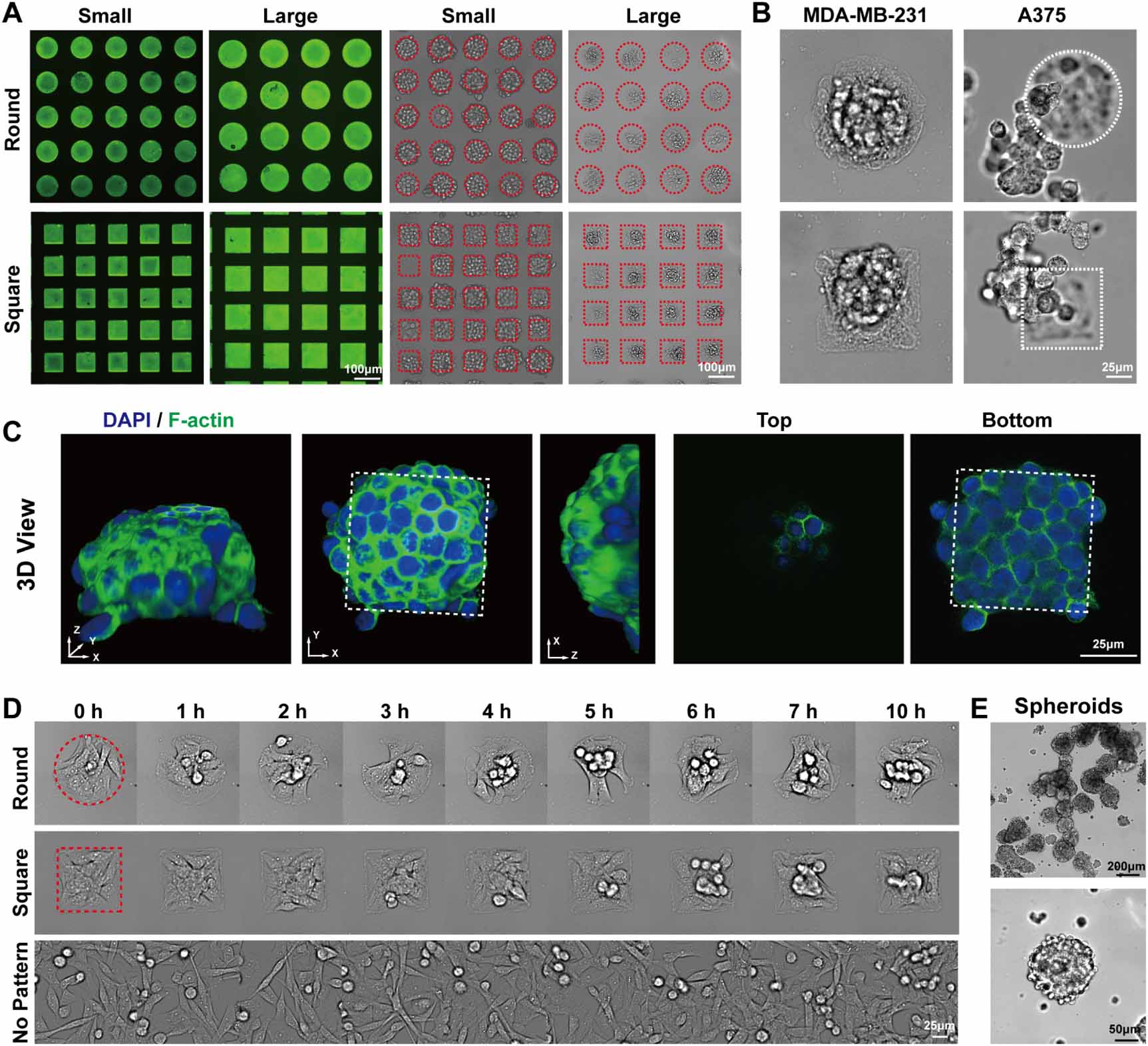 Simultaneous 2D and 3D cell culture array for multicellular geometry ...