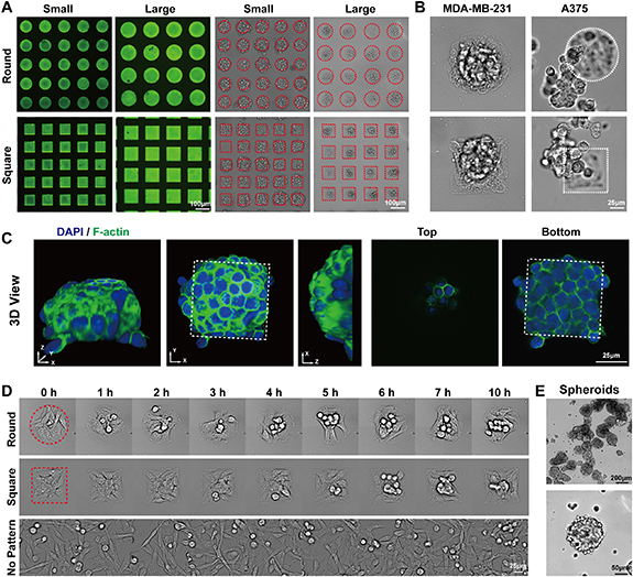 Simultaneous 2D and 3D cell culture array for multicellular geometry ...