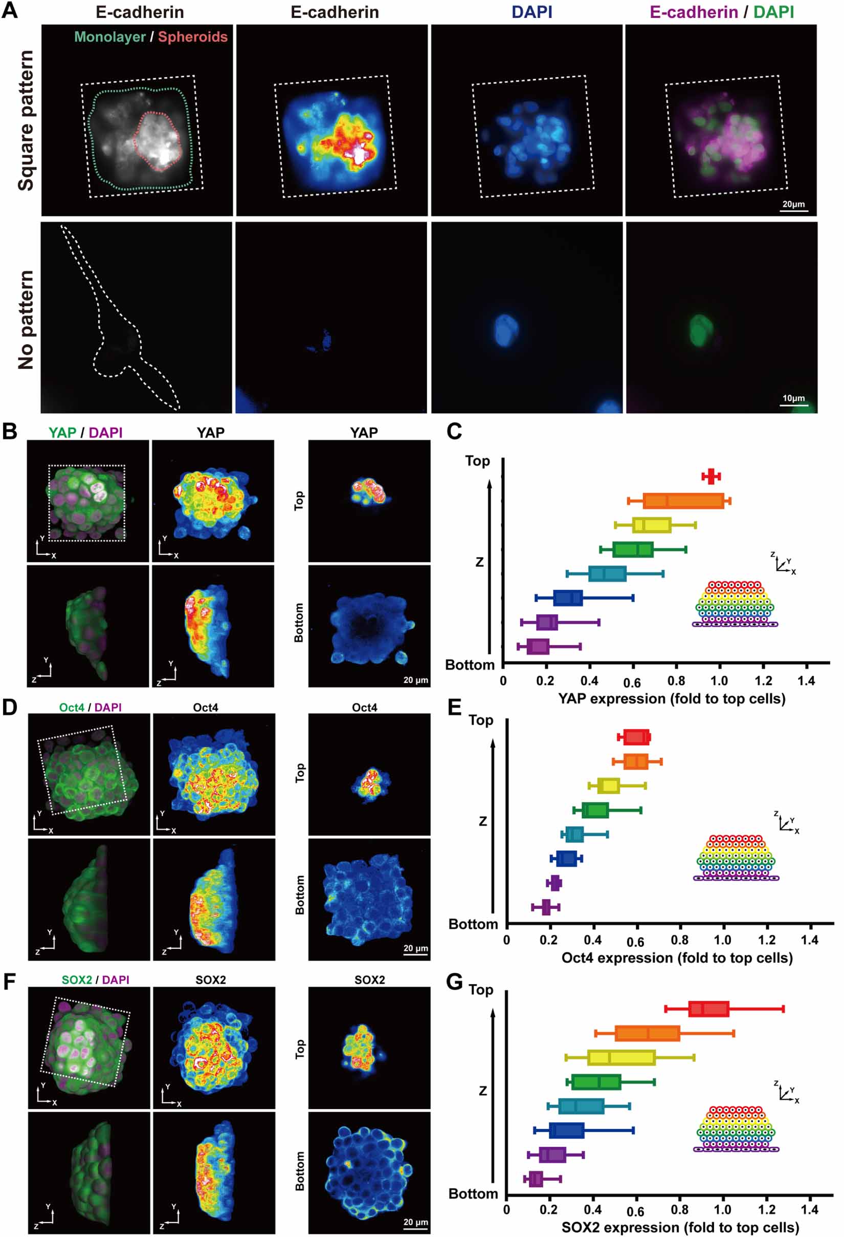 Simultaneous 2D and 3D cell culture array for multicellular geometry ...