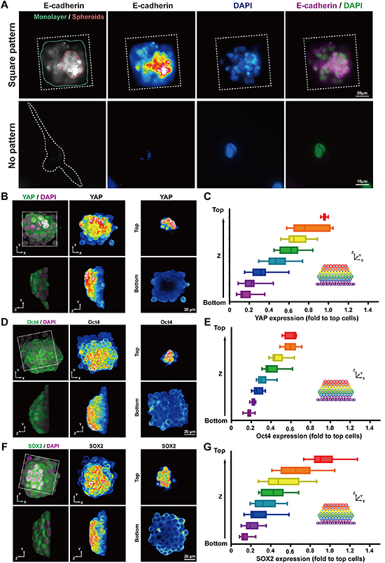 Simultaneous 2D and 3D cell culture array for multicellular geometry ...