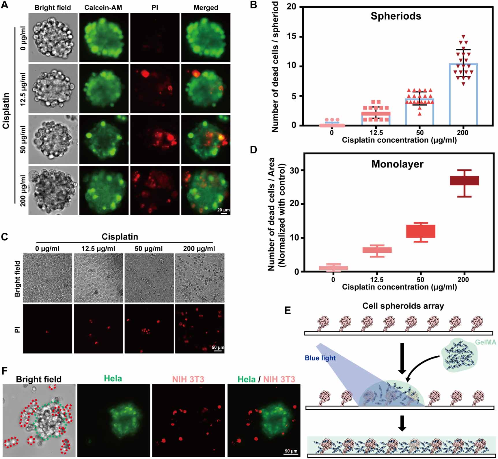 Simultaneous 2D and 3D cell culture array for multicellular geometry ...