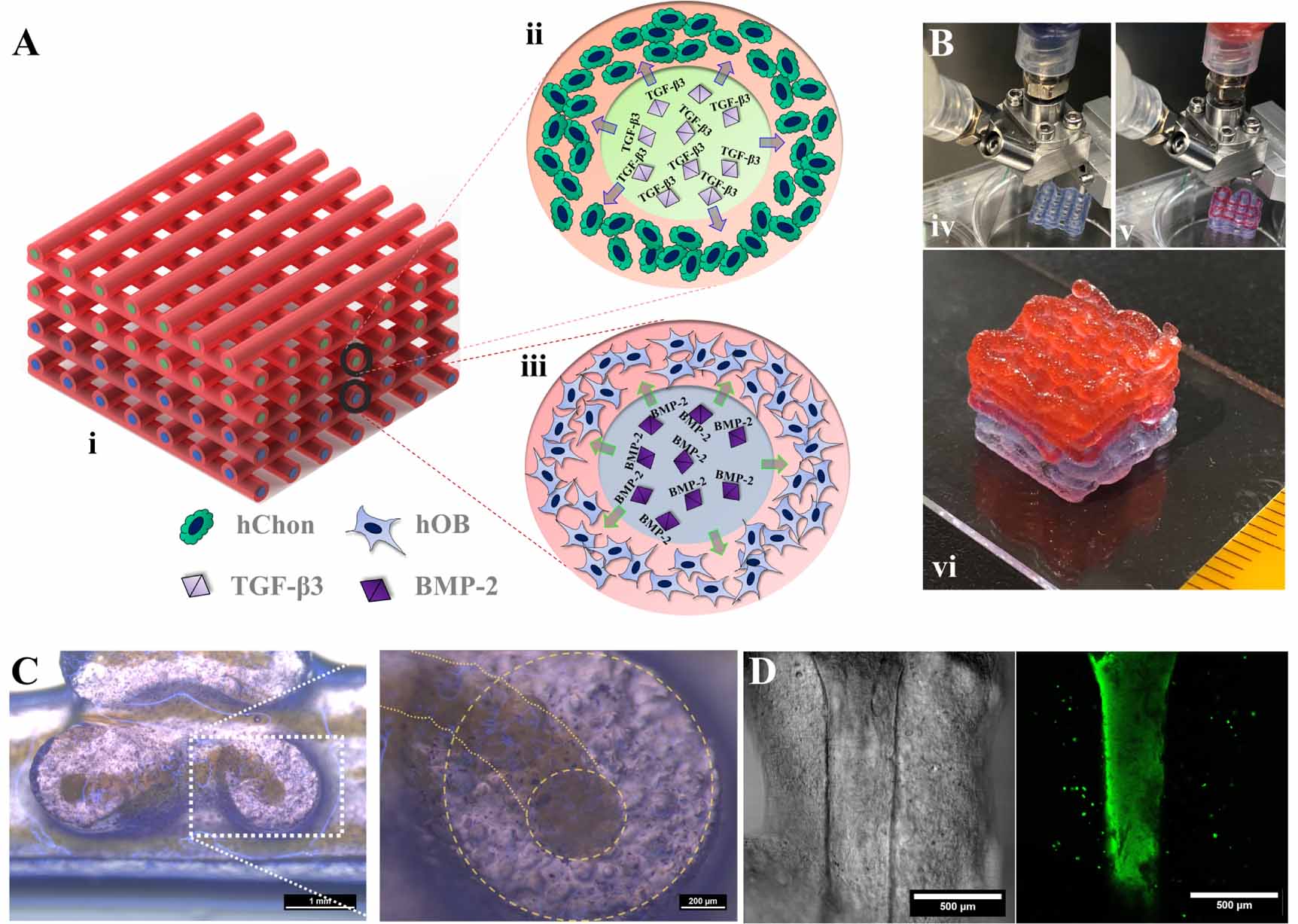 Core–shell bioprinting as a strategy to apply differentiation factors ...